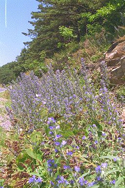 Mid-Atlantic Wildflowers
